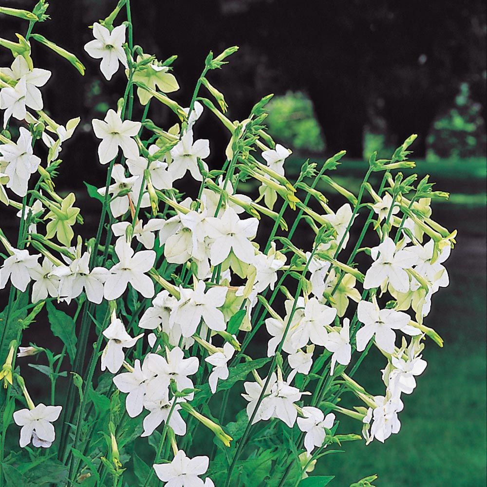 Nicotiana | White Flower Farm