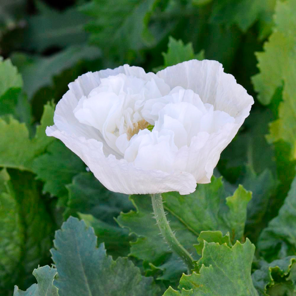 Annual Poppies | White Flower Farm