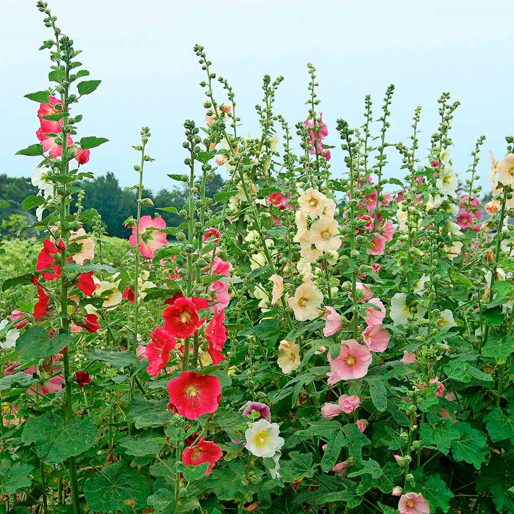 Hollyhocks (Alcea) Perennial Flowers | White Flower Farm
