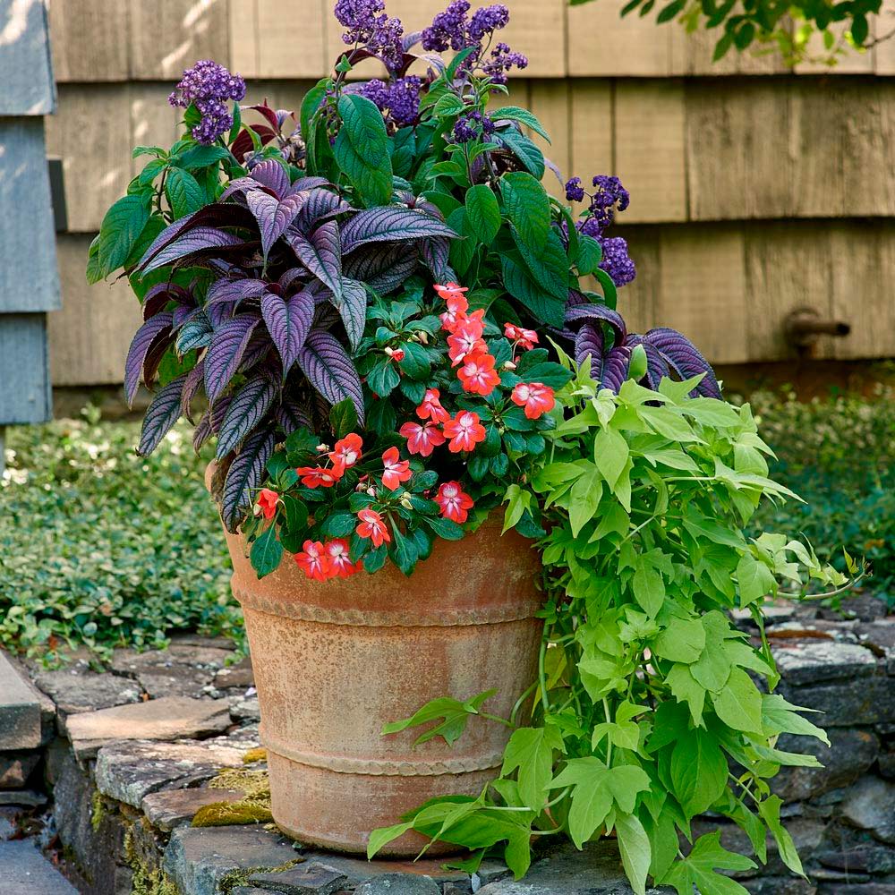 Containers for Planting Annuals | White Flower Farm