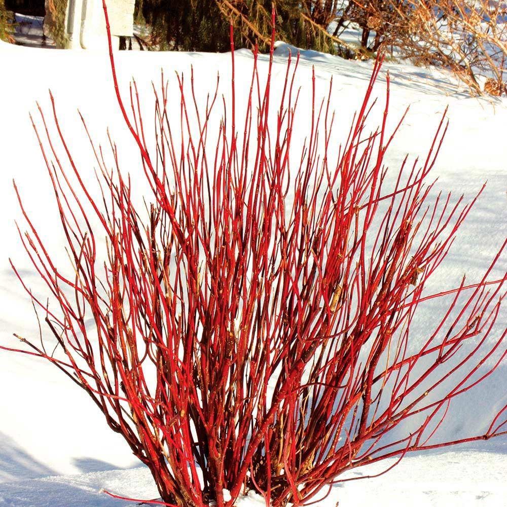 Cornus | White Flower Farm