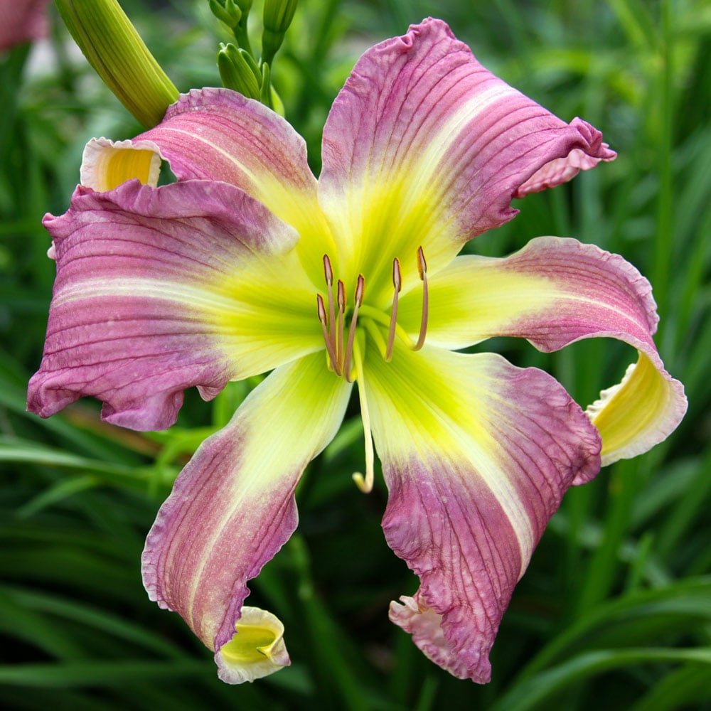 Hemerocallis 'Carmen Renee' | White Flower Farm