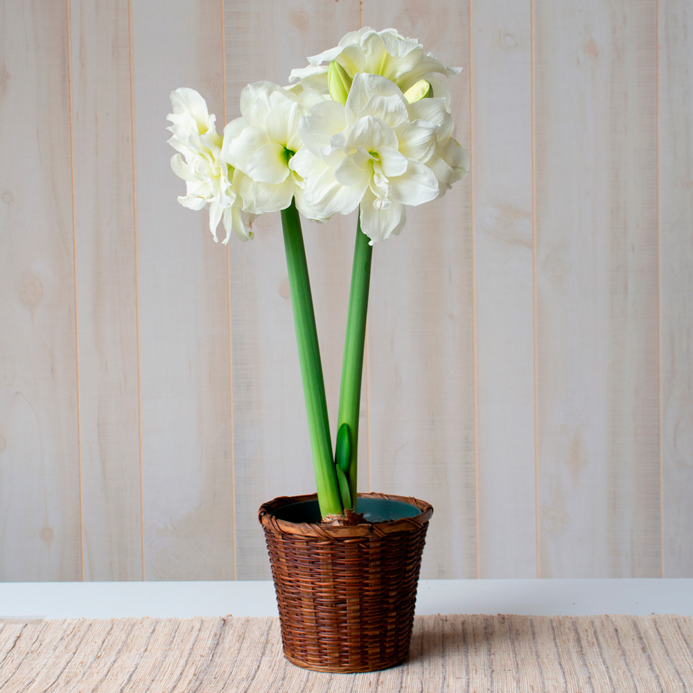 Amaryllis Alfresco | White Flower Farm