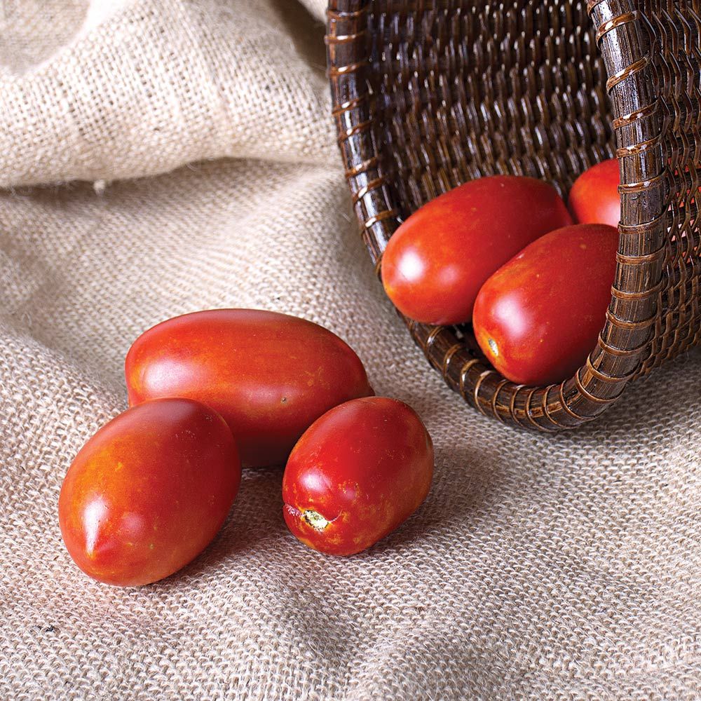 Paste Tomatoes | White Flower Farm