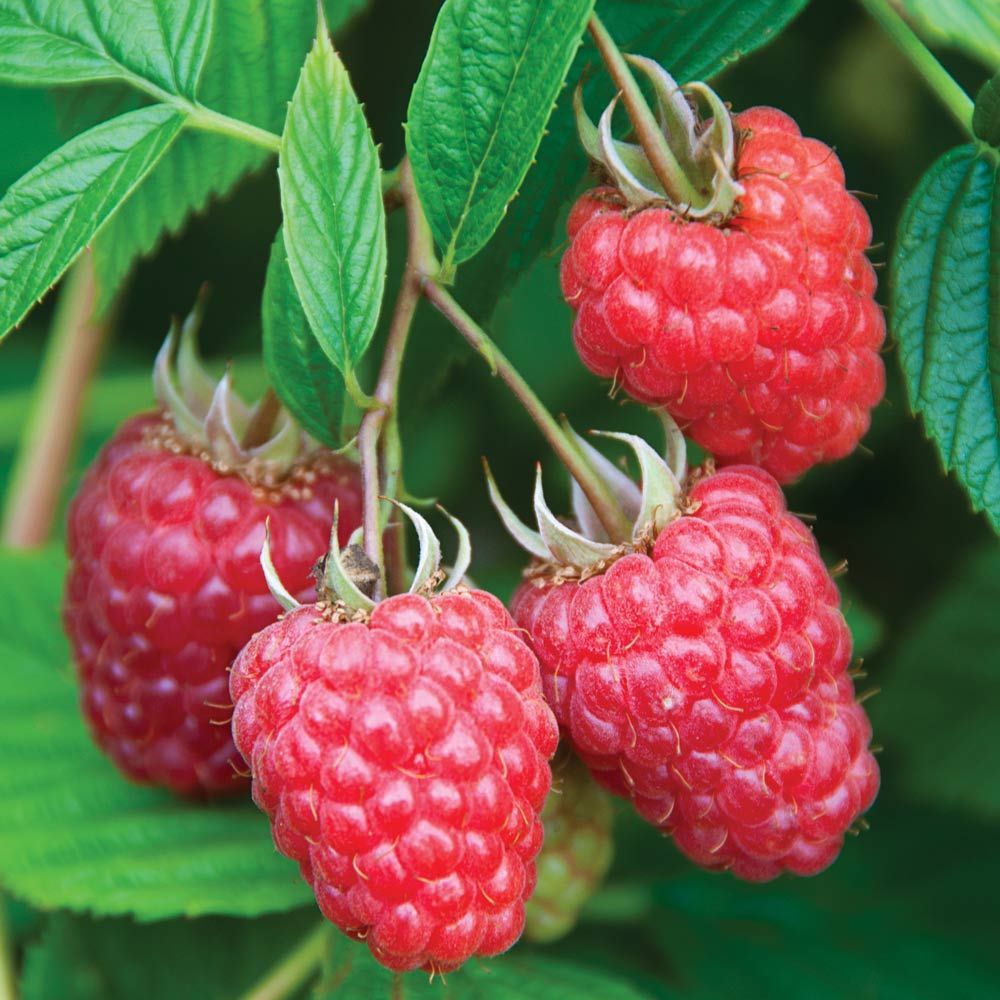 Raspberry Plants | White Flower Farm