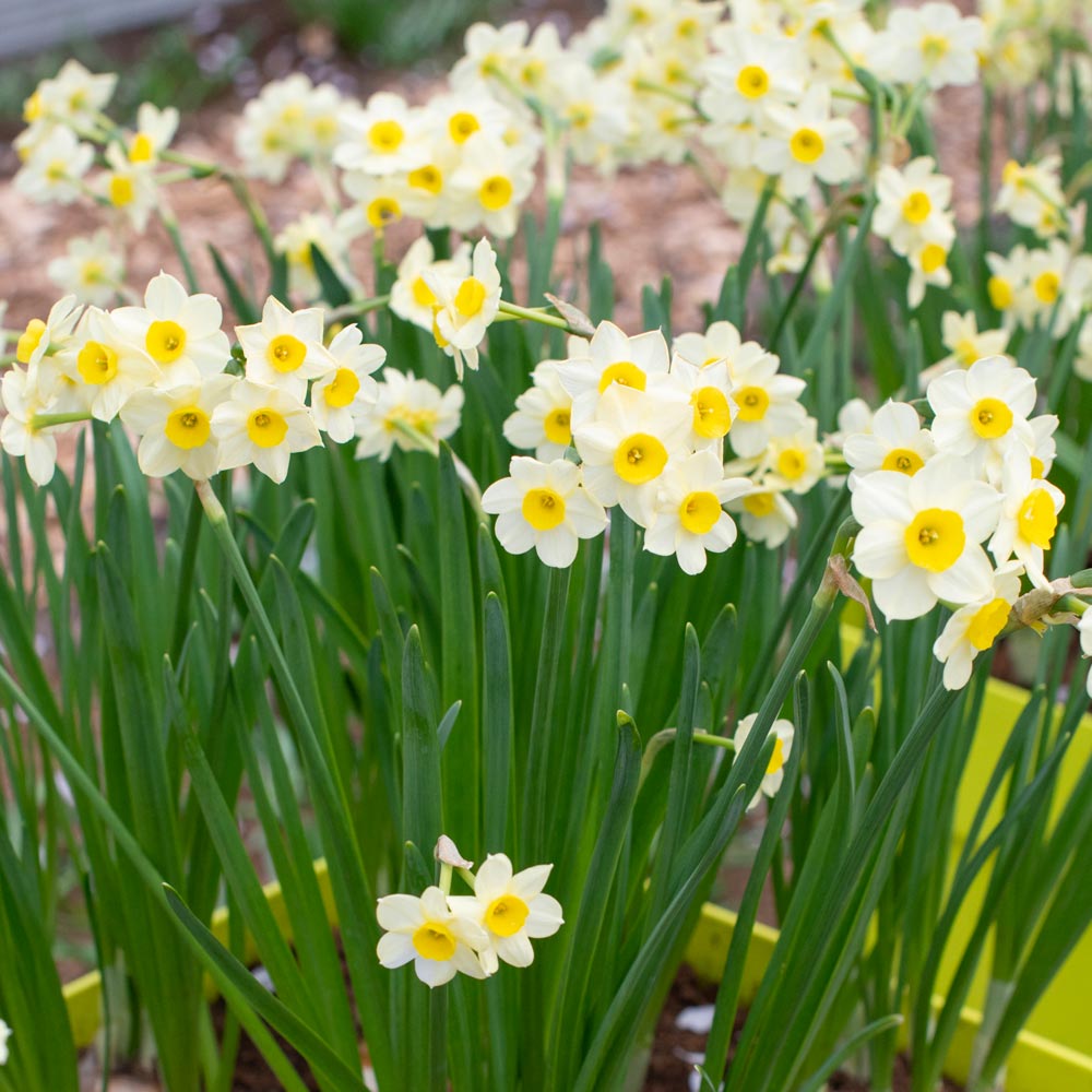 Home & Living 14/16 Rare Jonquil Daffodil variety Narcissus Tickled ...