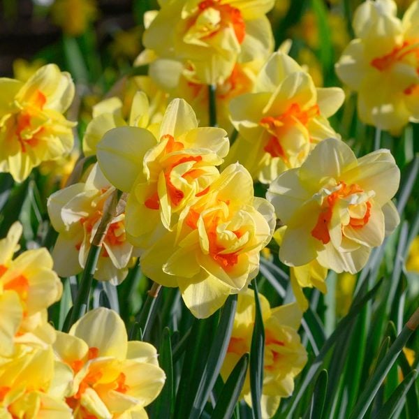 Customer-Favorite Daffodils | White Flower Farm