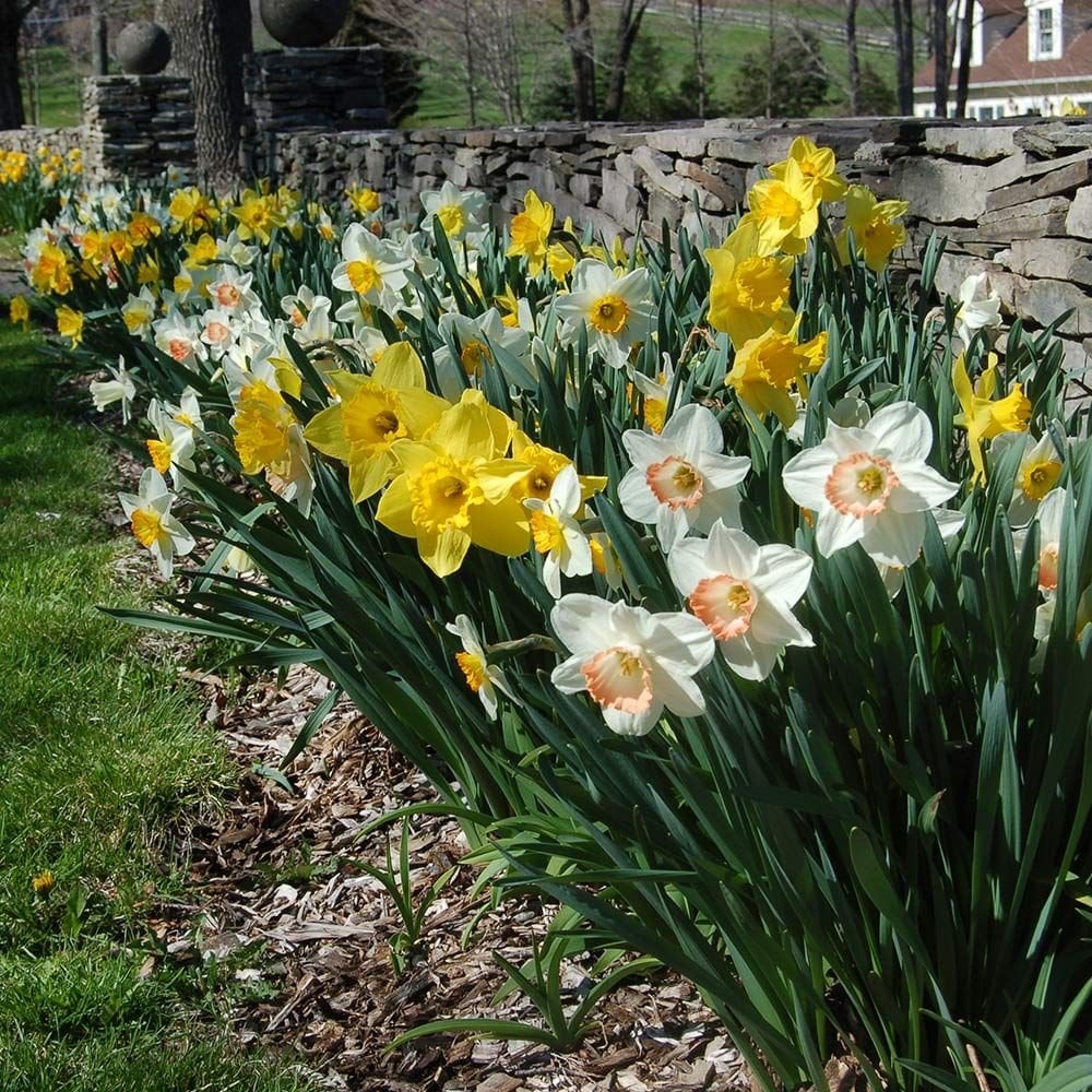 The Works Daffodil Mix | White Flower Farm