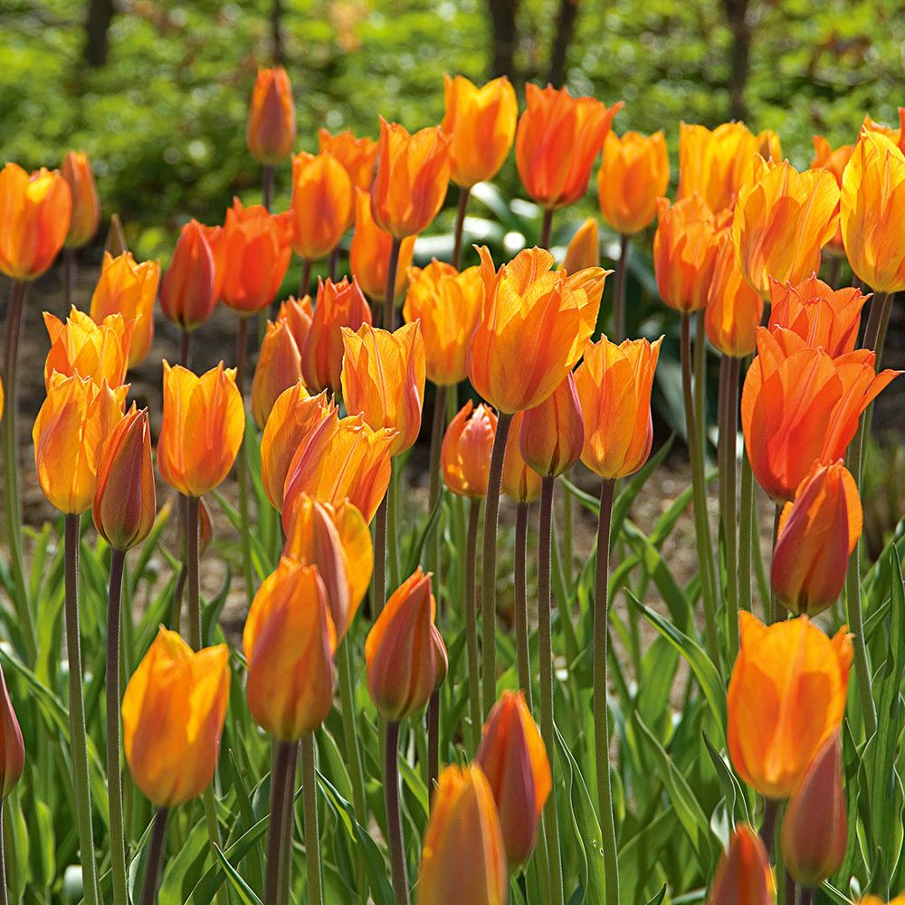 Single Late Tulips | White Flower Farm