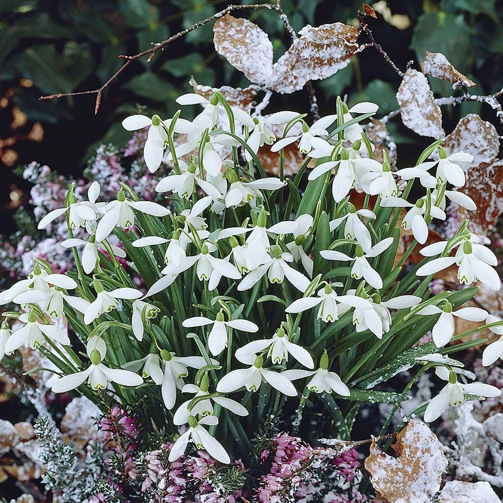 Galanthus Flowers, Galanthus Bulbs & More | White Flower Farm