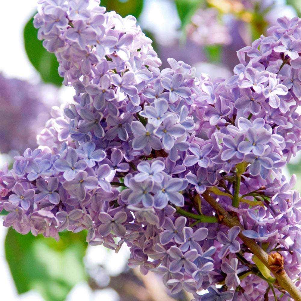 Syringa vulgaris 'President Lincoln' | White Flower Farm