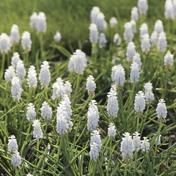 Muscari botryoides 'Album' | White Flower Farm