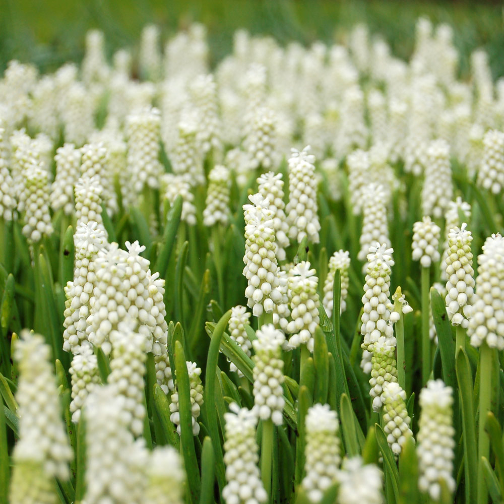 Muscari botryoides 'Album' | White Flower Farm