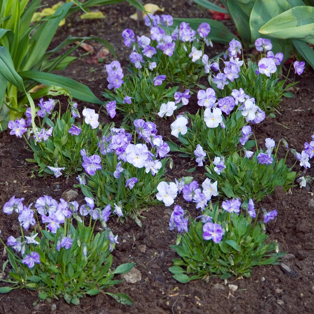 Viola 'Columbine' | White Flower Farm
