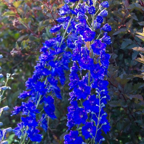 Delphinium elatum 'Faust' Blackmore & Langdon | White Flower Farm