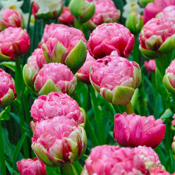 Tulip 'Wedding Gift' | White Flower Farm