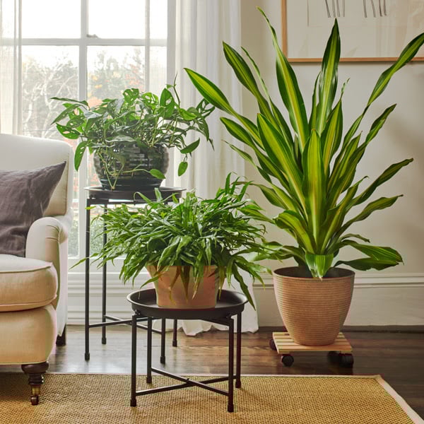 Growing Plants Indoors: A Beginner’s Guide to Houseplant Care