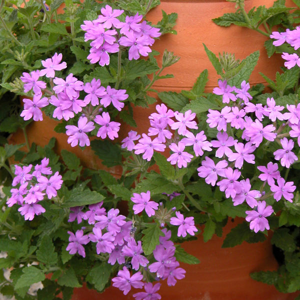 Verbena Superbena® Lilac Blue | White Flower Farm