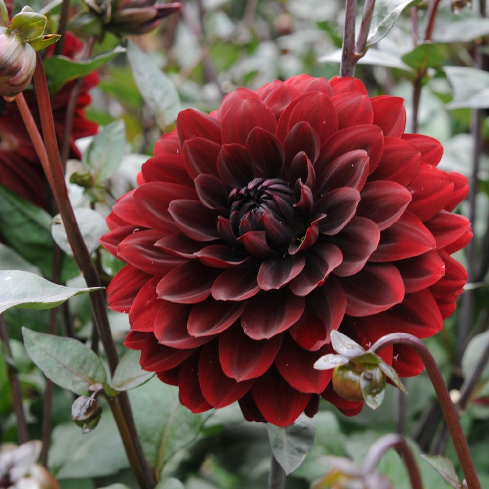 The Karma Dahlia Collection - 4 tubers | White Flower Farm