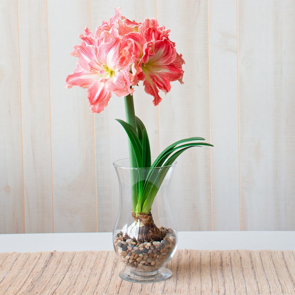 Amaryllis 'Pretty Nymph' | White Flower Farm