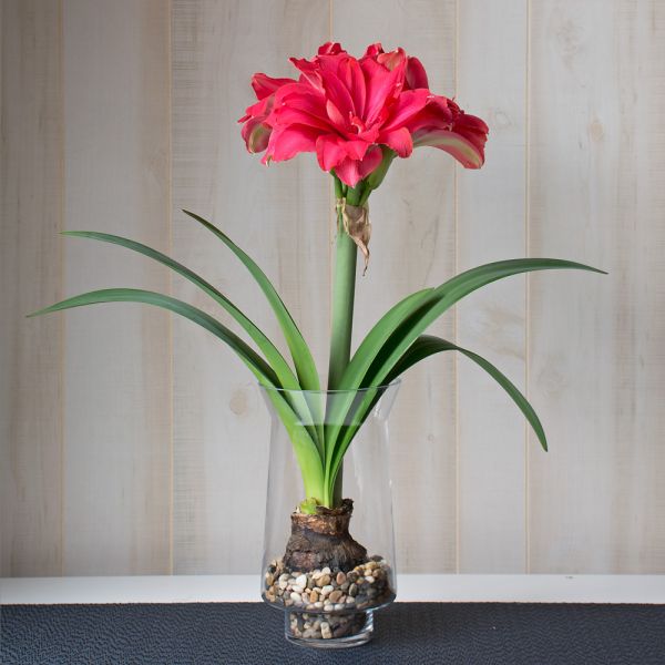 Amaryllis 'Candy Nymph' | White Flower Farm
