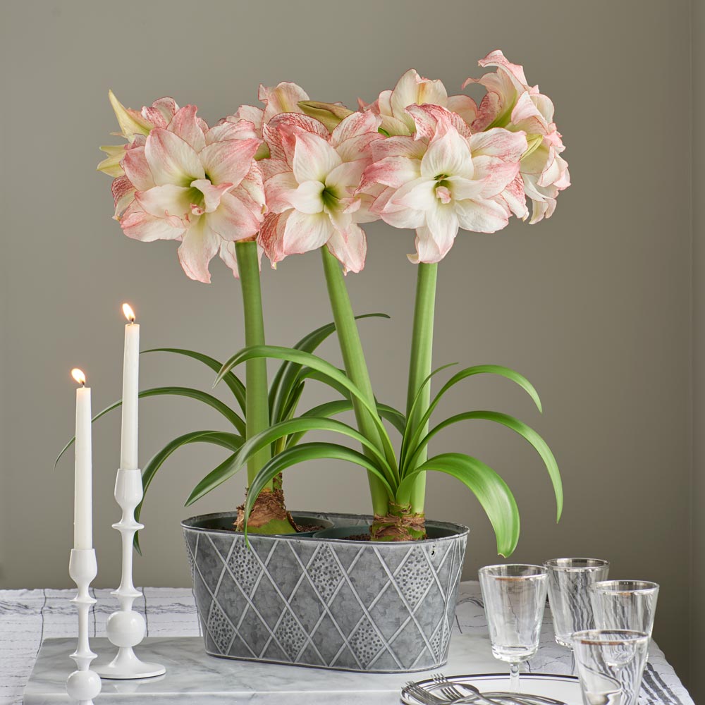 Amaryllis Aphrodite | White Flower Farm