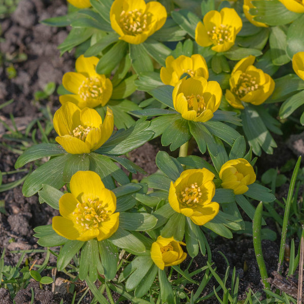 Eranthis hyemalis | White Flower Farm
