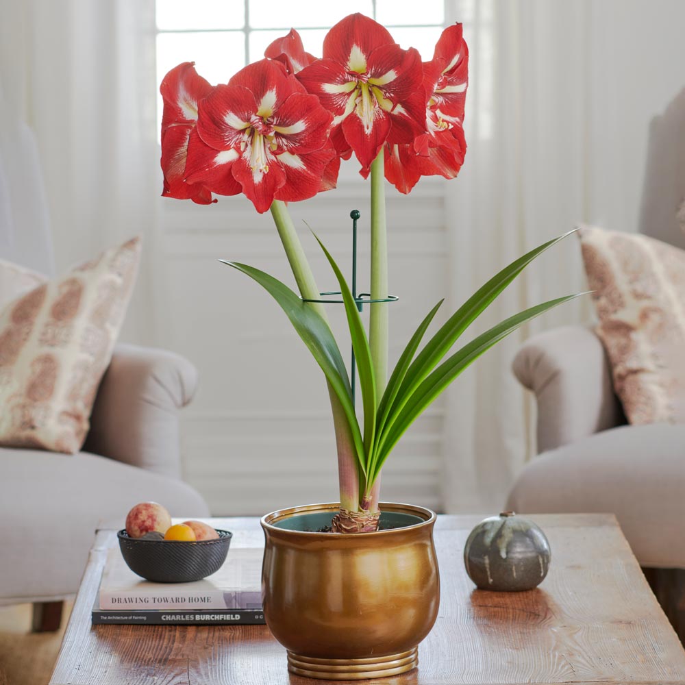 Amaryllis 'Barbados' | White Flower Farm