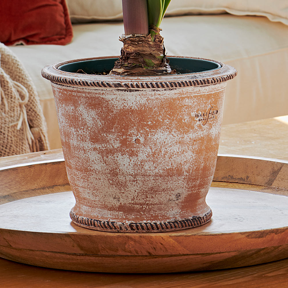 Amaryllis 'Clown,' one bulb in Roulette Pot and Saucer | White Flower Farm