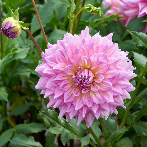 Dinnerplate Dahlia Collection 4 Tubers White Flower Farm
