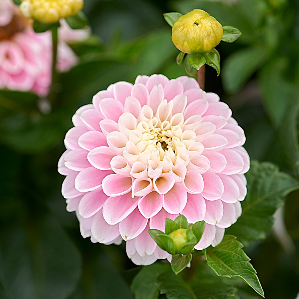 Having a Ball Dahlia Collection | White Flower Farm