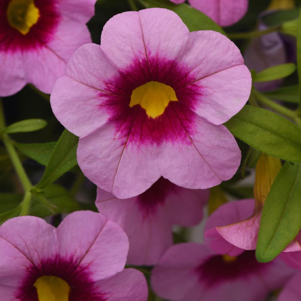Rainbow Sparkler Container Garden | White Flower Farm