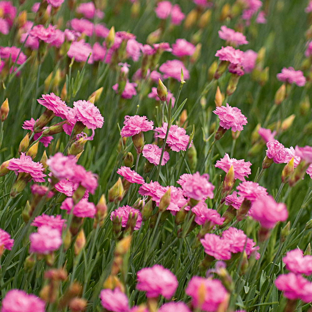Dianthus gratianopolitanus | White Flower Farm