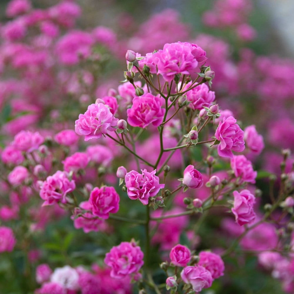 Rose Pretty Polly® Pink | White Flower Farm