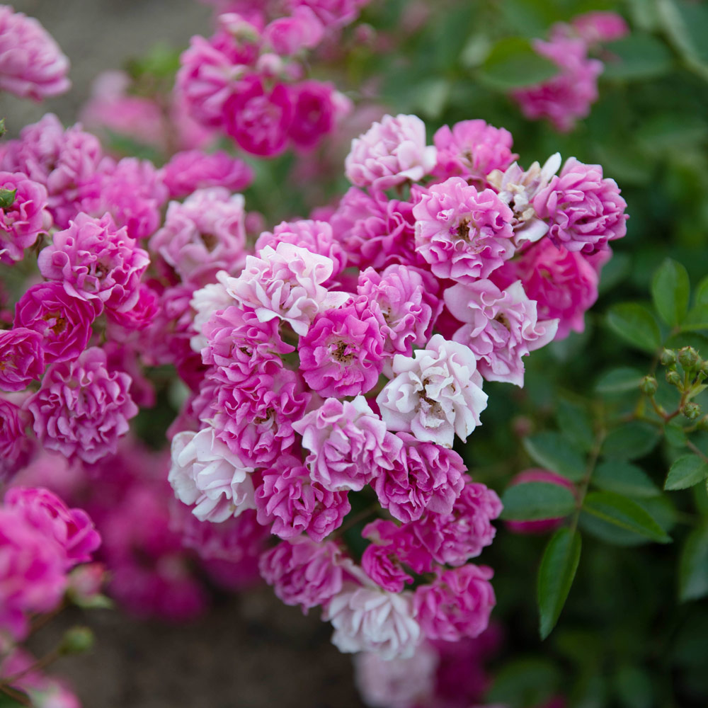 Rose Pretty Polly® Pink | White Flower Farm