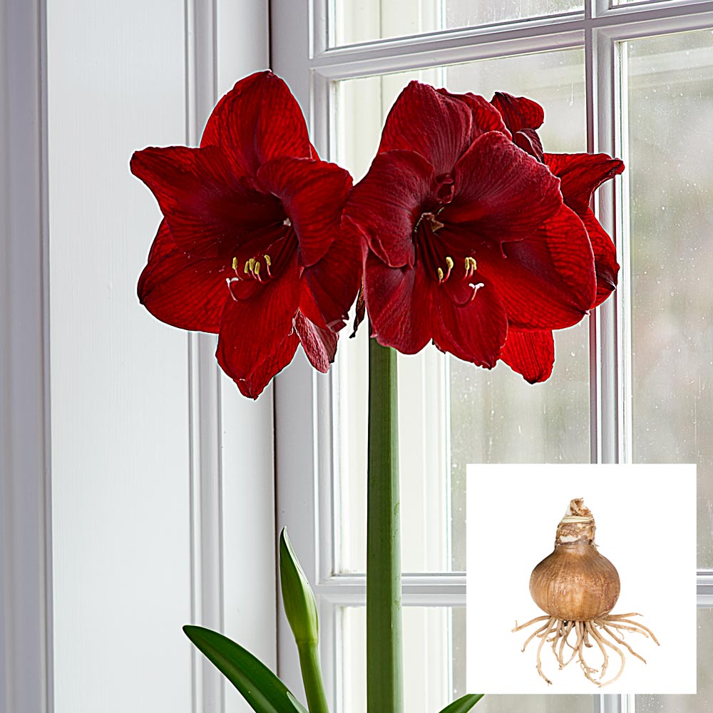 Wild Blue Amaryllis Flower Bulbs | Best Flower Site
