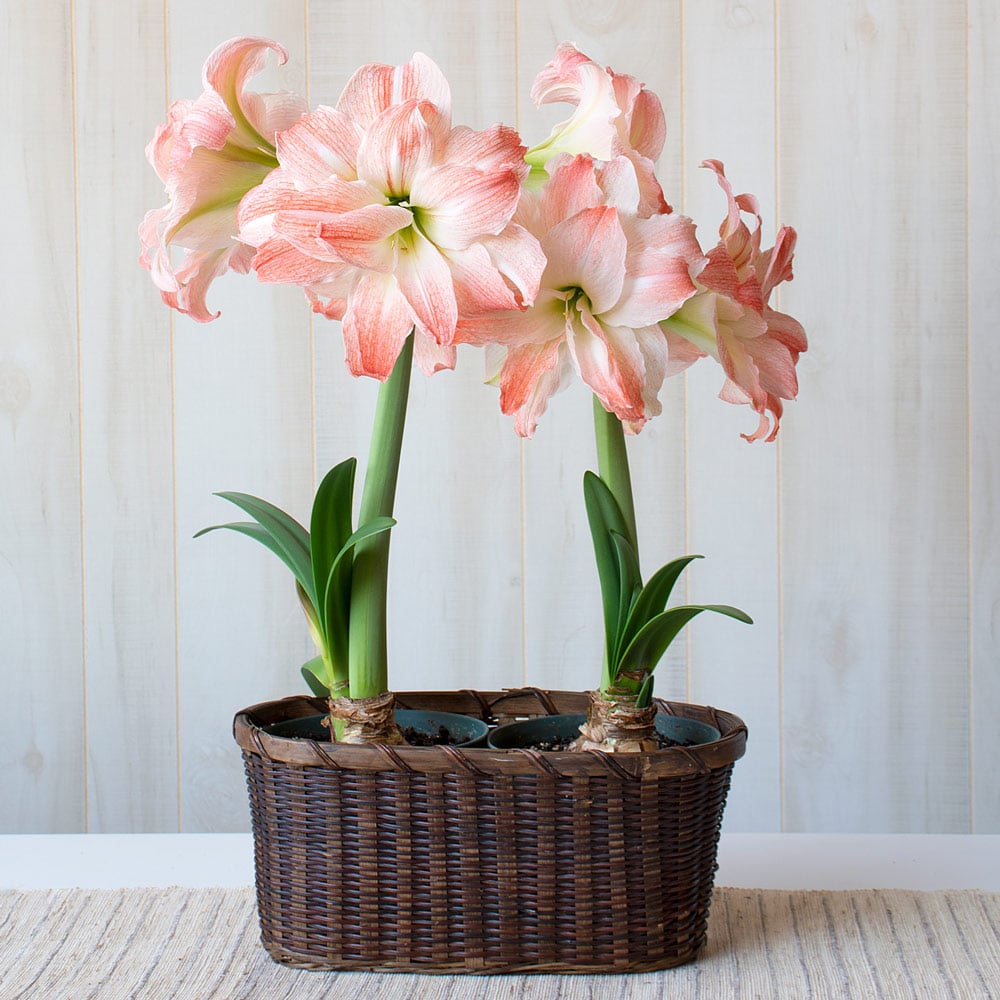 Amaryllis 'Giant Amadeus' | White Flower Farm