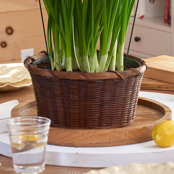 Paperwhite 'Wintersun' Kit with woven basket | White Flower Farm