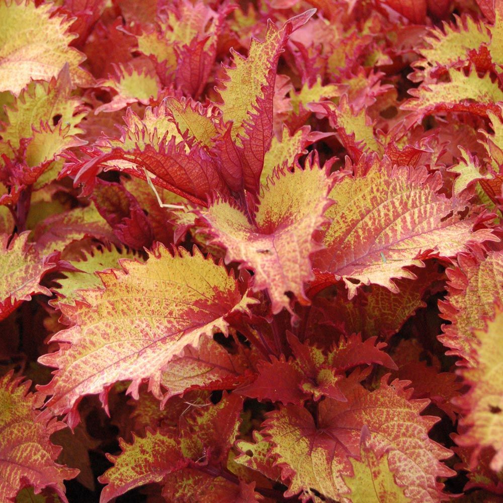 Coleus Confetti Classic Container Garden | White Flower Farm