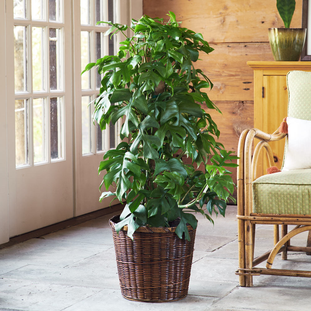 Mini Monstera | White Flower Farm