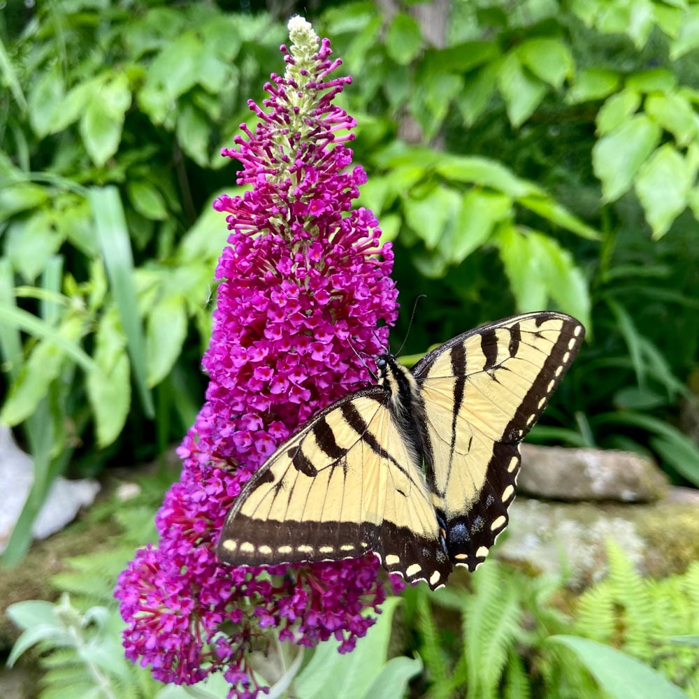 Buddleia davidii Buzz™ Magenta | White Flower Farm