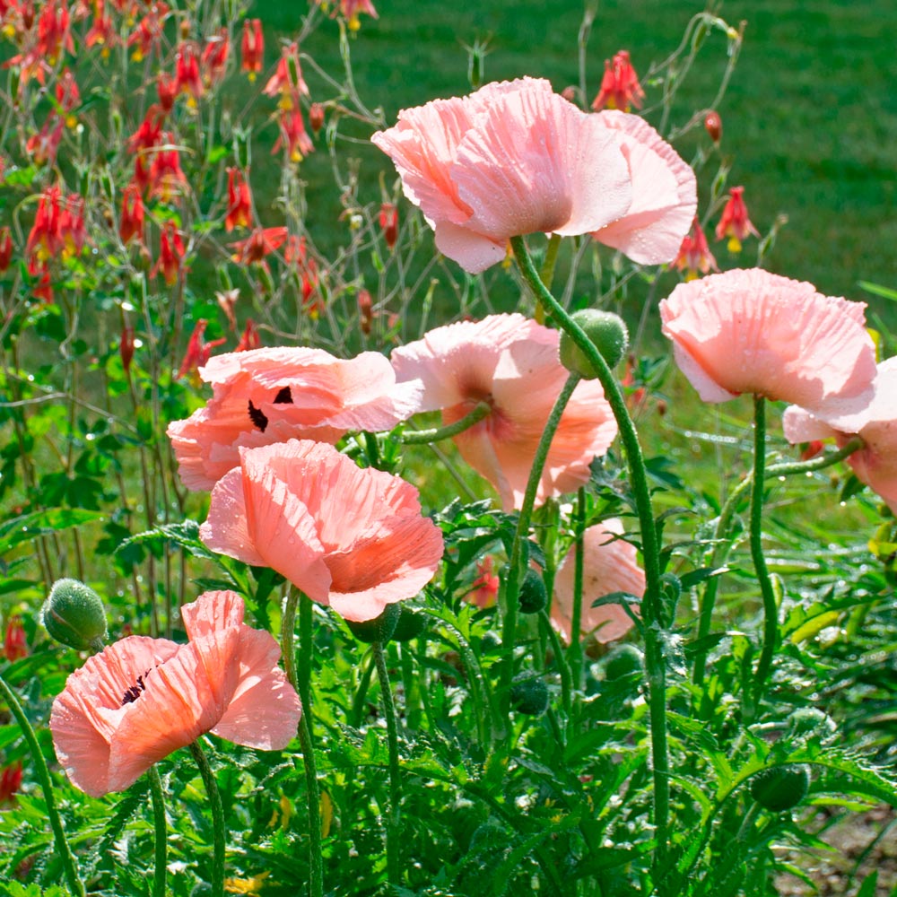 Pink Poppy Flowers