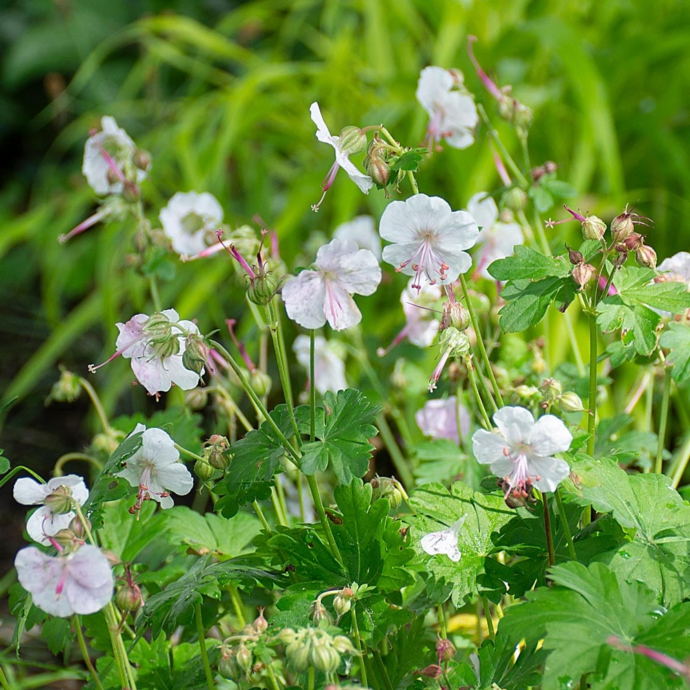 Geranium x cantabrigiense 'Biokovo' | White Flower Farm