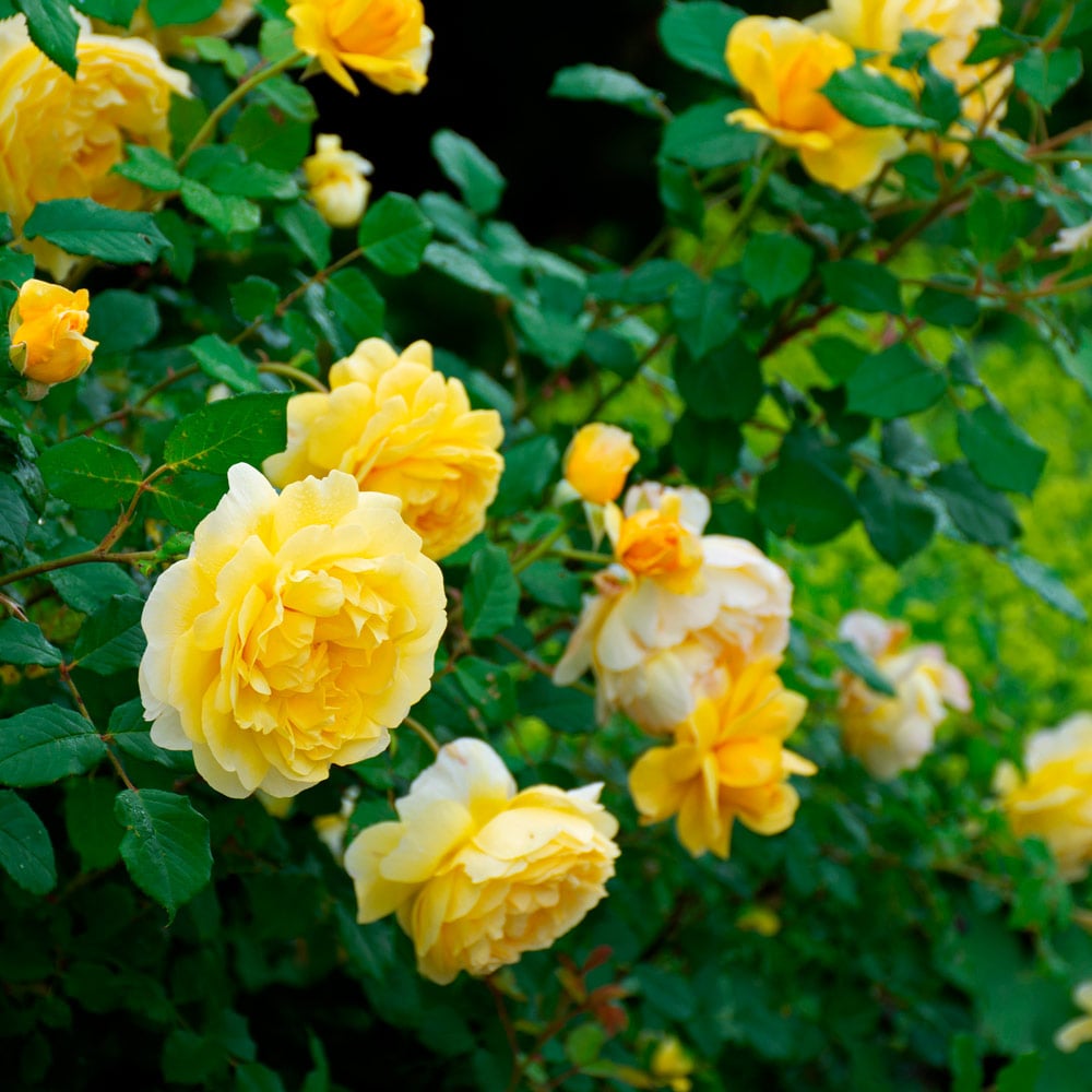 Rose The Poet's Wife | White Flower Farm