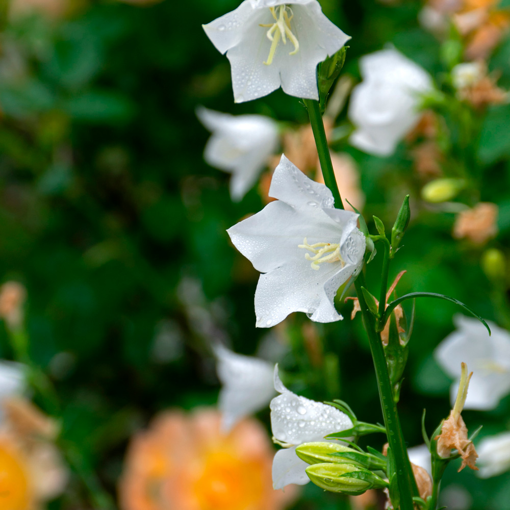 campanula muralis blanche