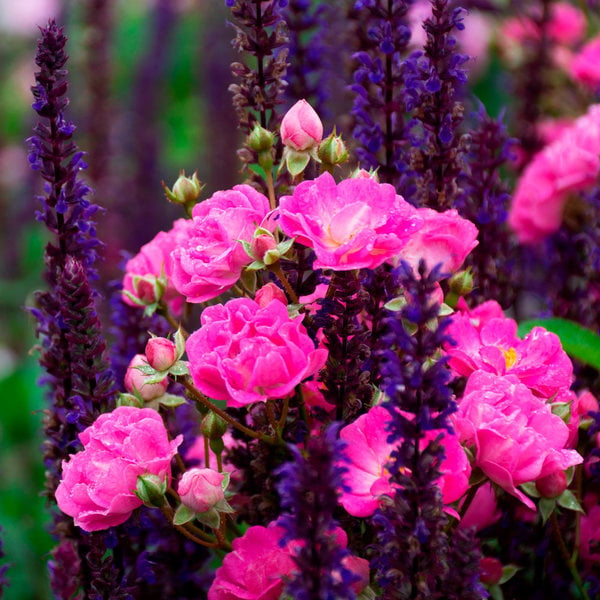 Rose Pretty Polly® Pink | White Flower Farm