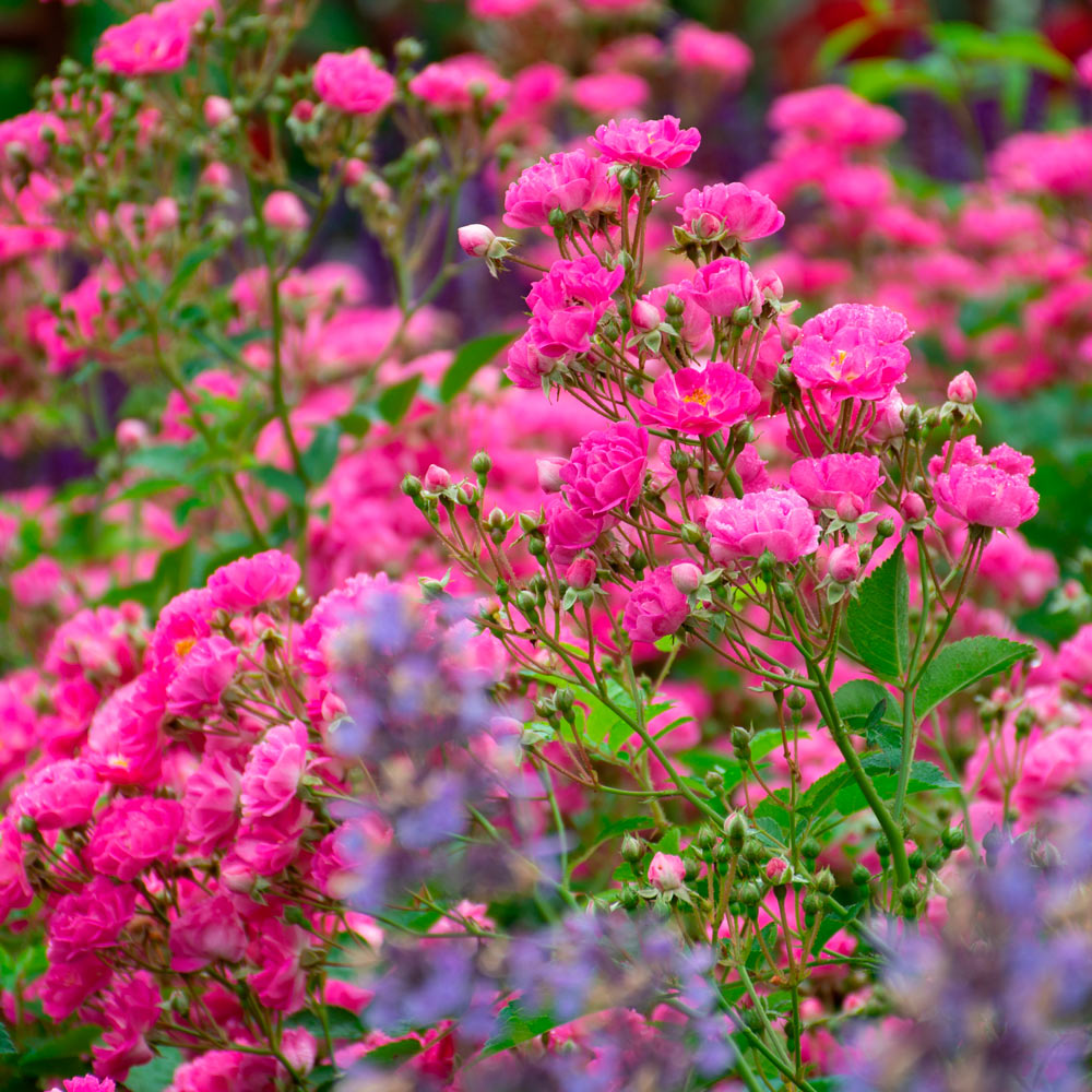 Rose Pretty Polly® Pink | White Flower Farm