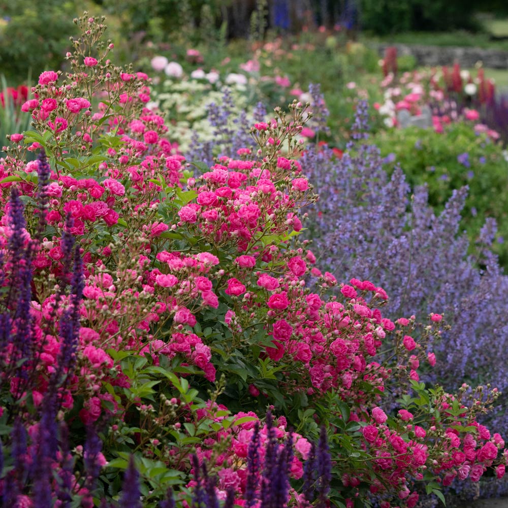 Rose Pretty Polly® Pink | White Flower Farm