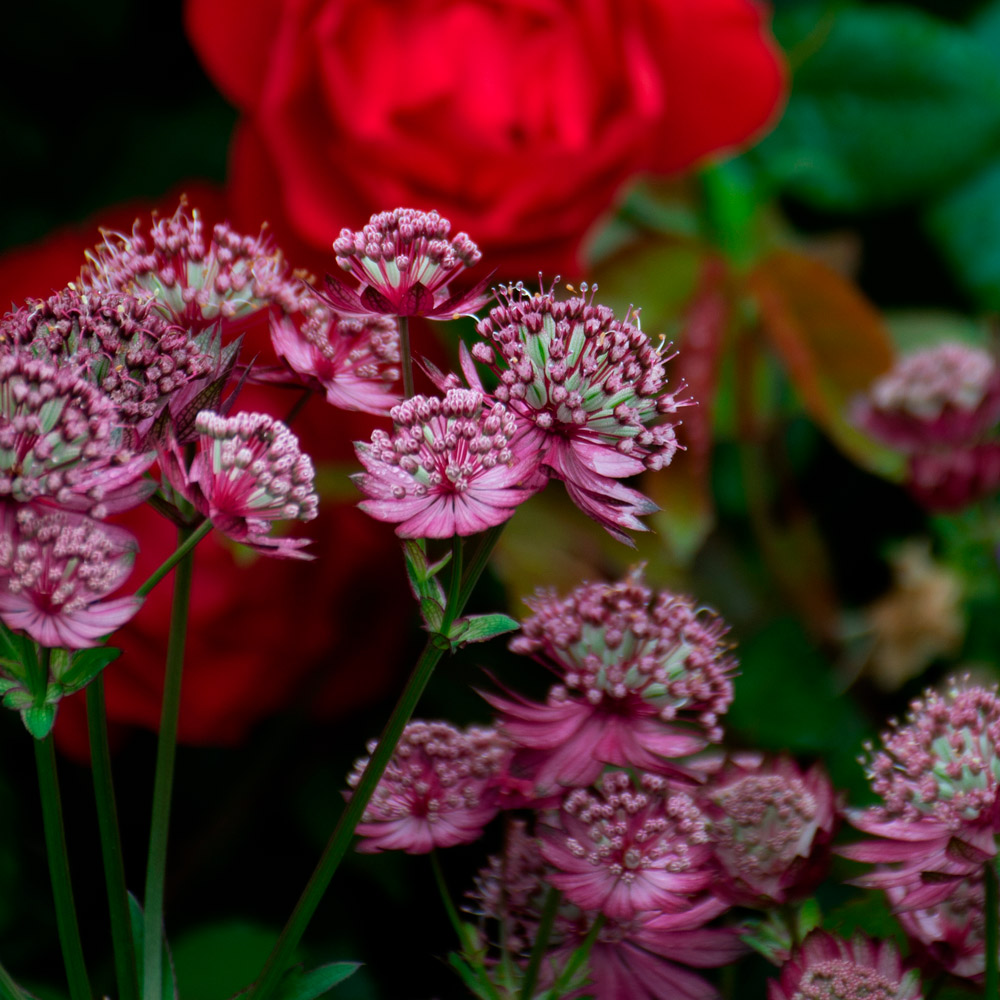 Astrantia major 'Claret' | White Flower Farm