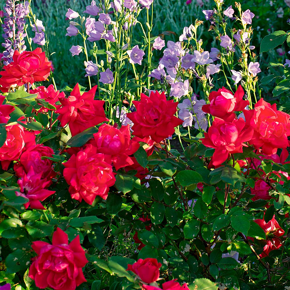 Rose Double Knock Out® | White Flower Farm